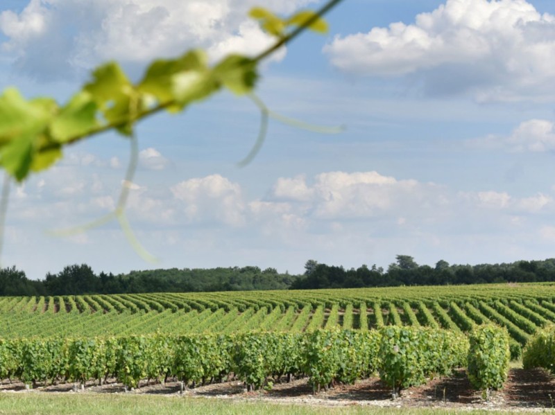 Balades et détente au cœur et alentours du vignoble de Touraine Oisly ...